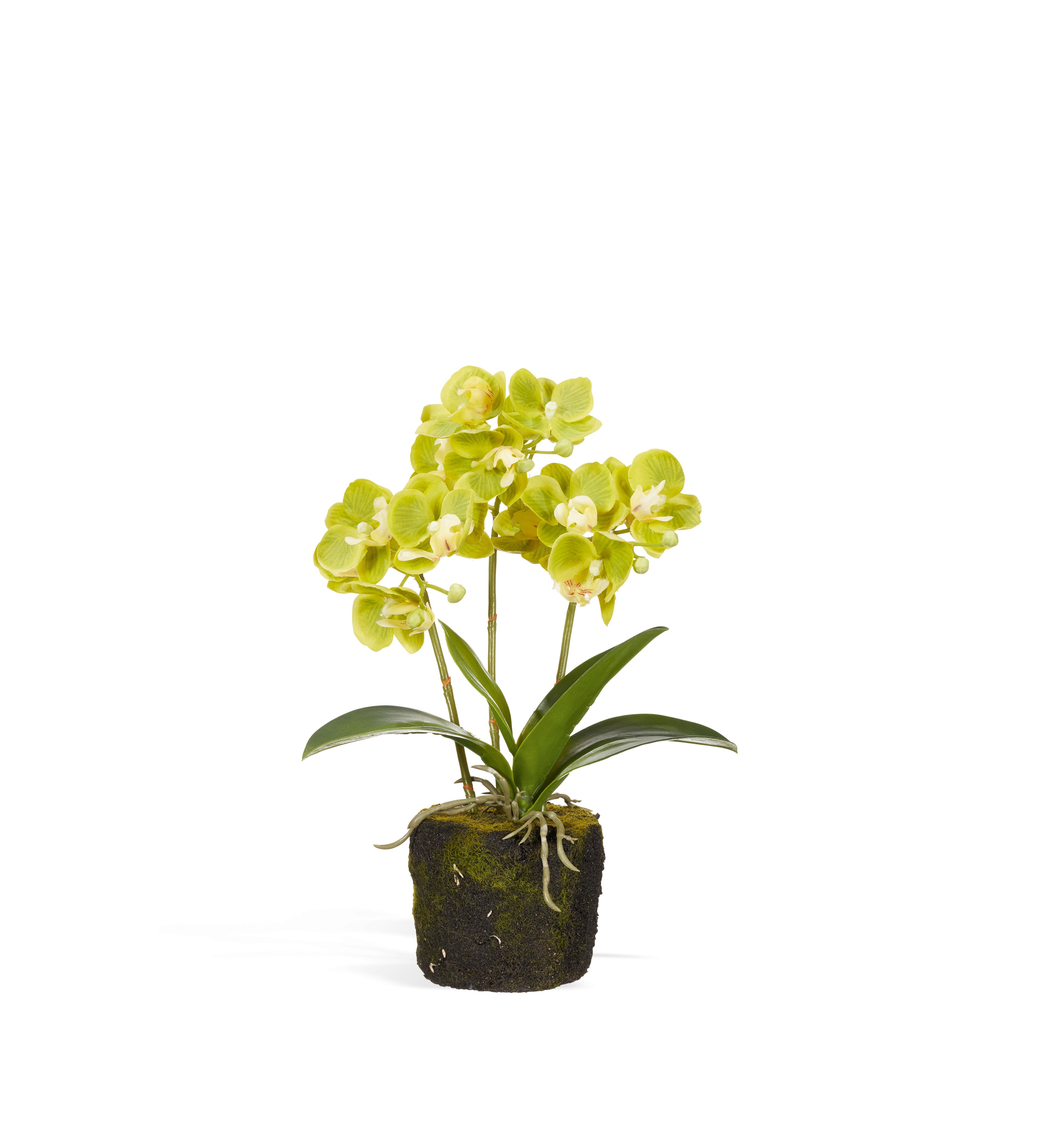 Faux Mini Orchid - Green | OKA