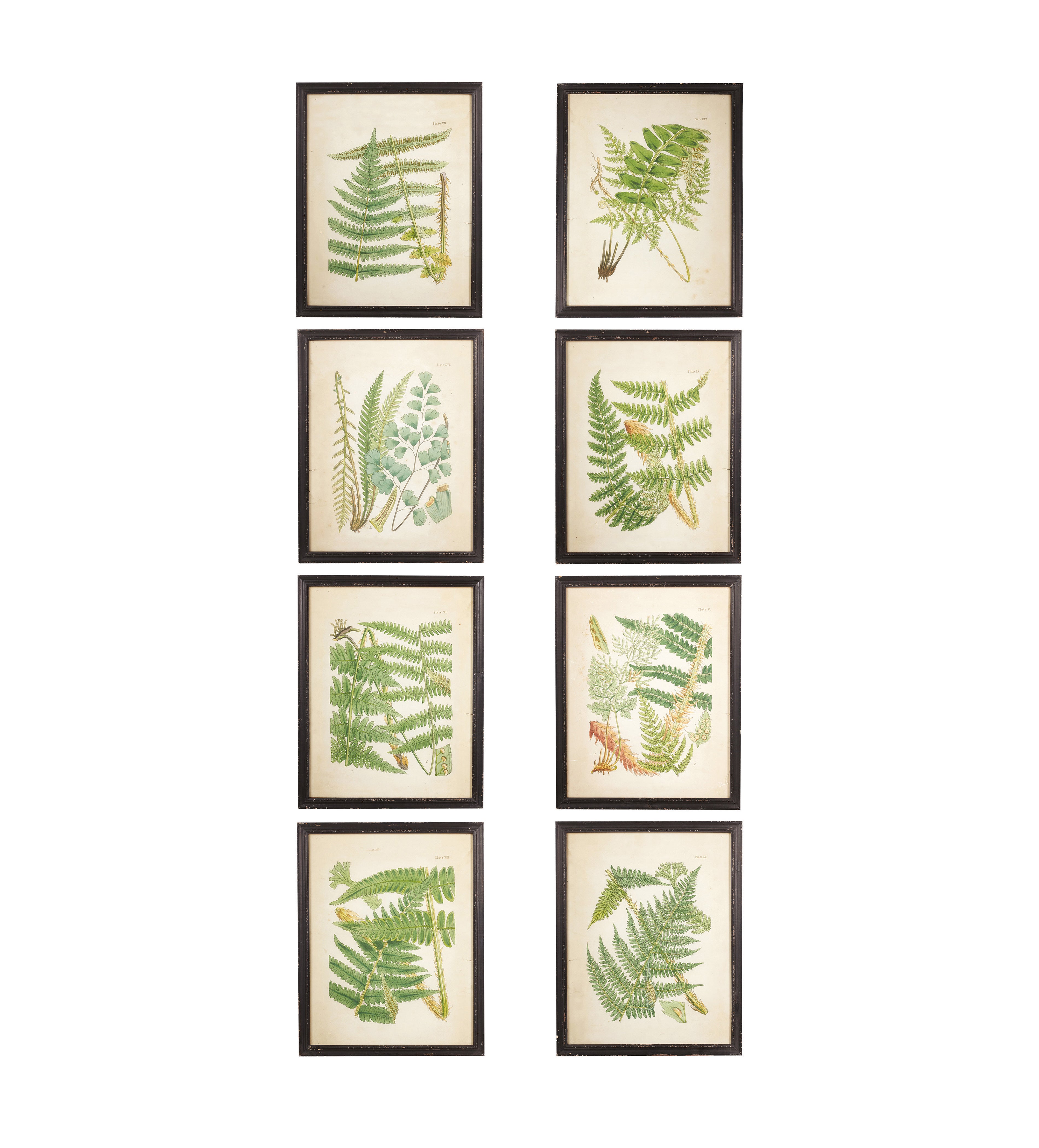 Framed Botanical Prints Ferns - Set of Eight - Multi-Coloured | OKA