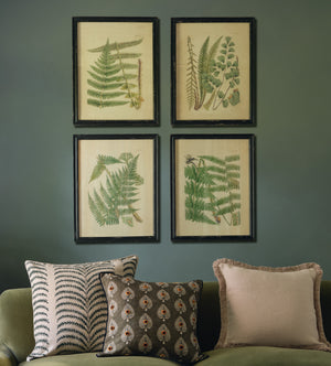 Framed Botanical Prints Ferns - Set of Eight - Multi-Coloured | OKA