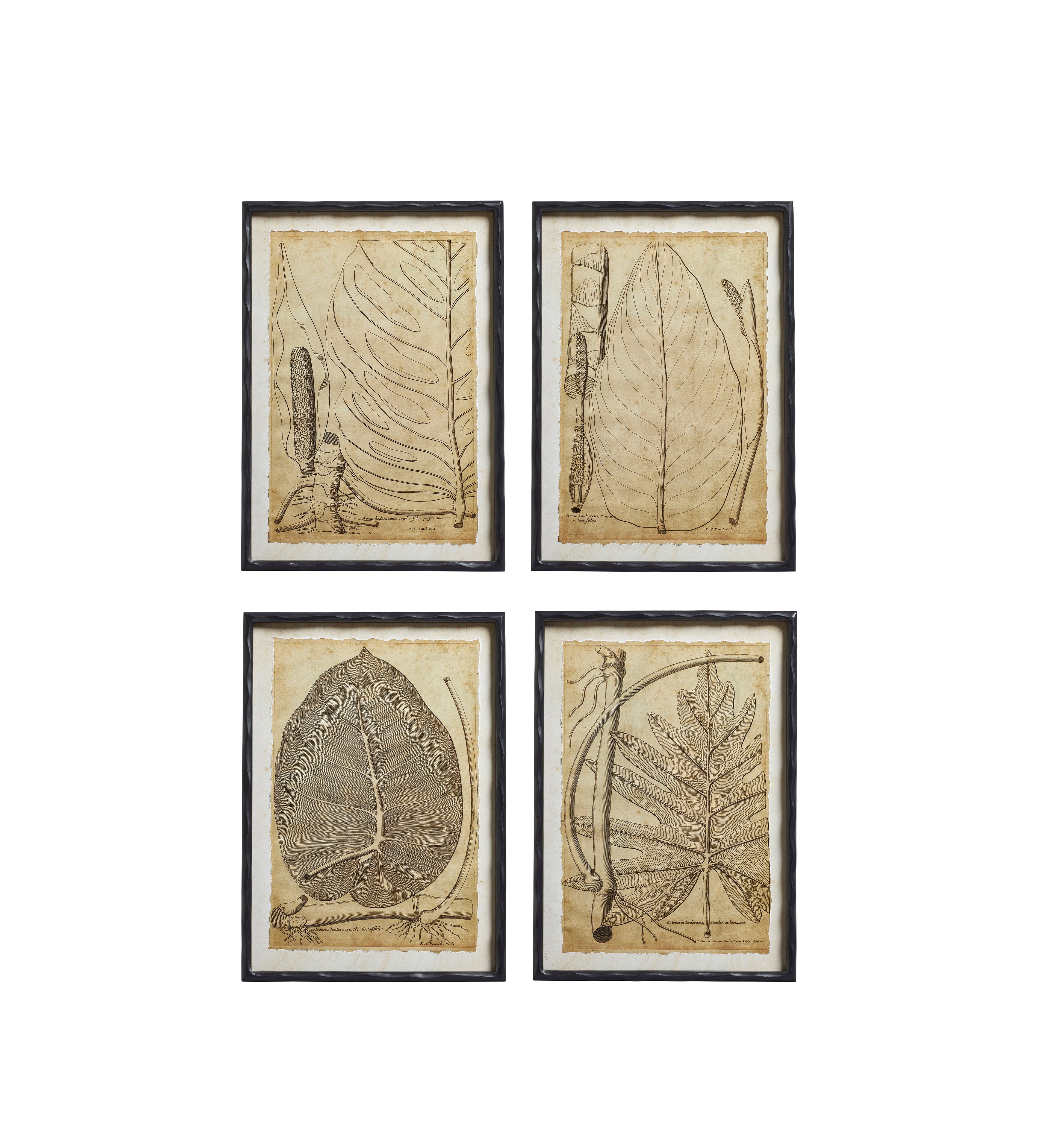 Basilius Framed Leaf Prints - Set of Four - Natural | OKA