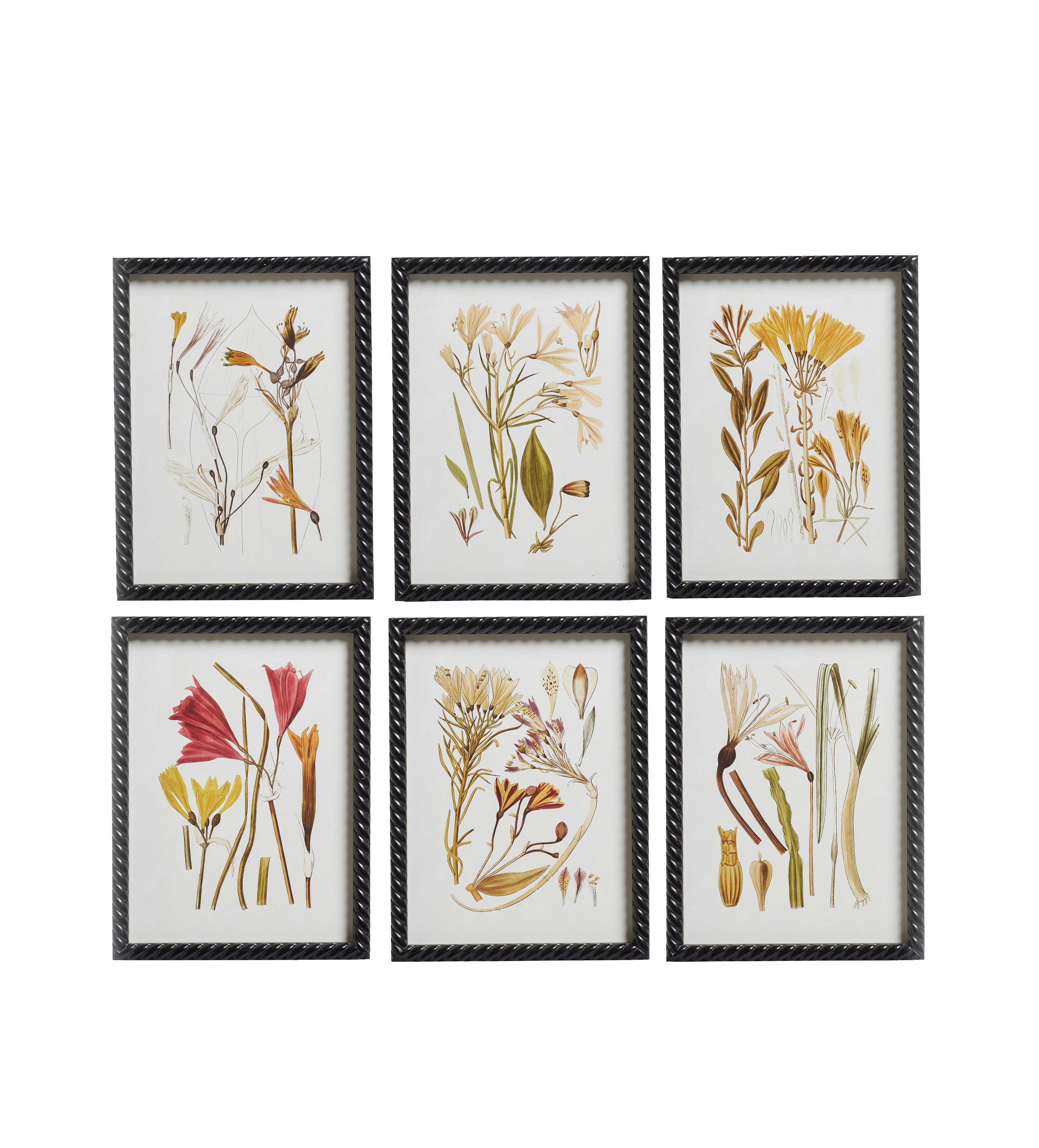 Anna Framed Botanical Prints - Set of Six - Multi-Coloured | OKA