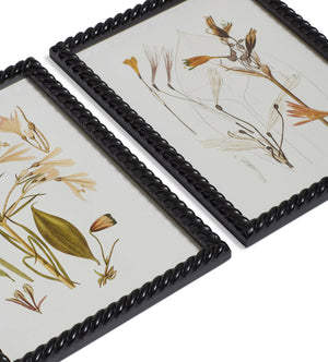 Anna Framed Botanical Prints - Set of Six - Multi-Coloured | OKA