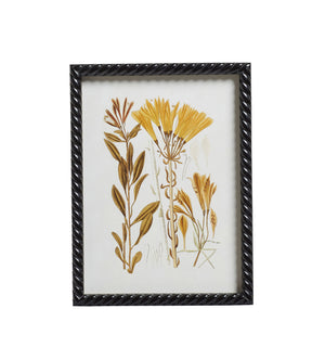 Anna Framed Botanical Prints - Set of Six - Multi-Coloured | OKA